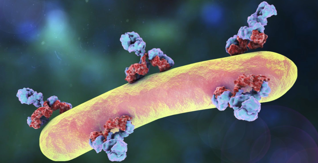 Immunsystemet – alt om vores immunsystem - GoTutor